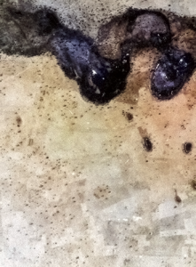 About FMNR - Farmer Managed Natural Regeneration