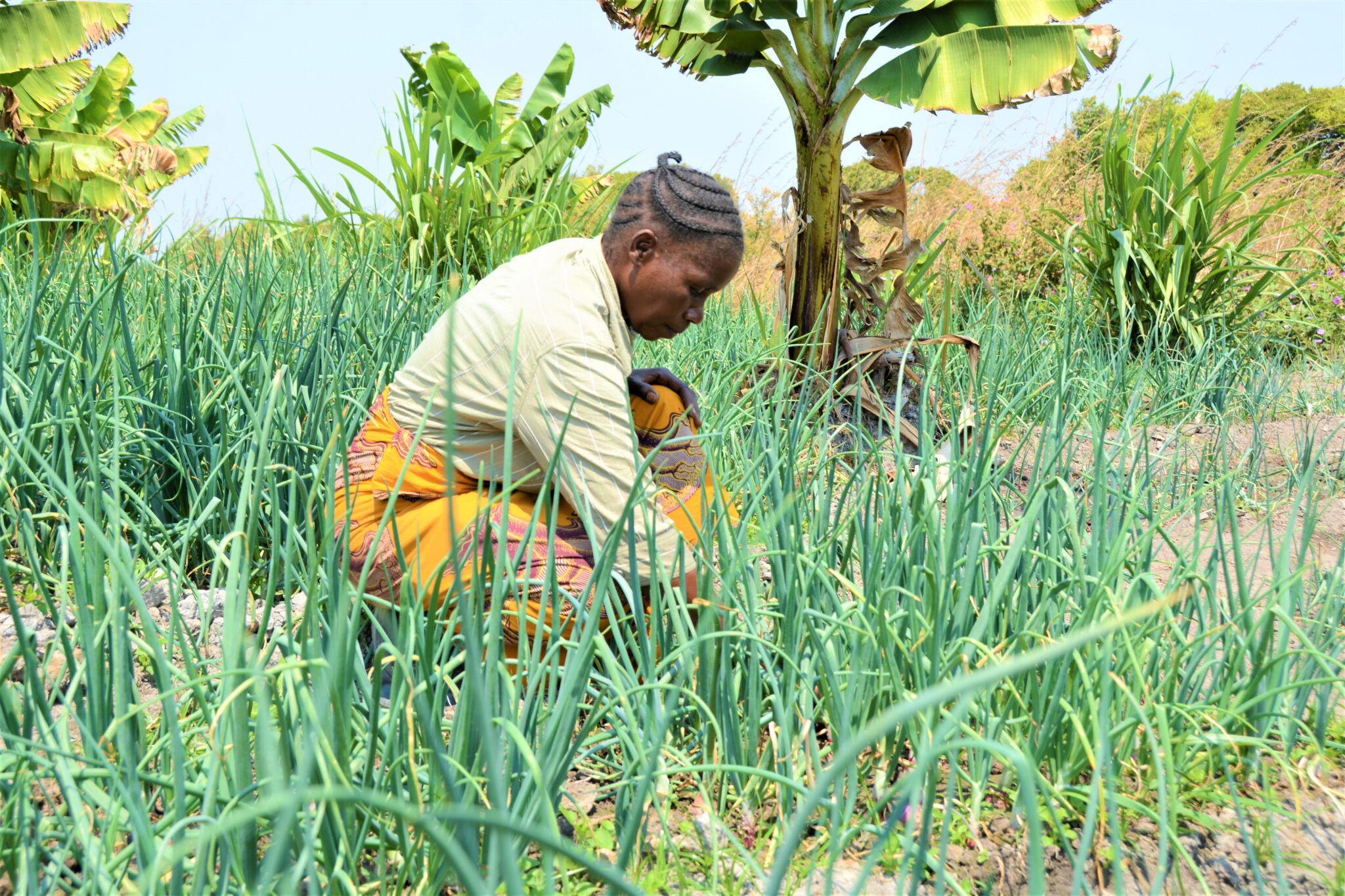 Kenya - Farmer Managed Natural Regeneration